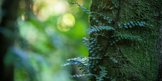 Help shape future environment and climate science investment | Ministry ...