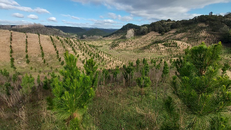 Forestry | Ministry for the Environment
