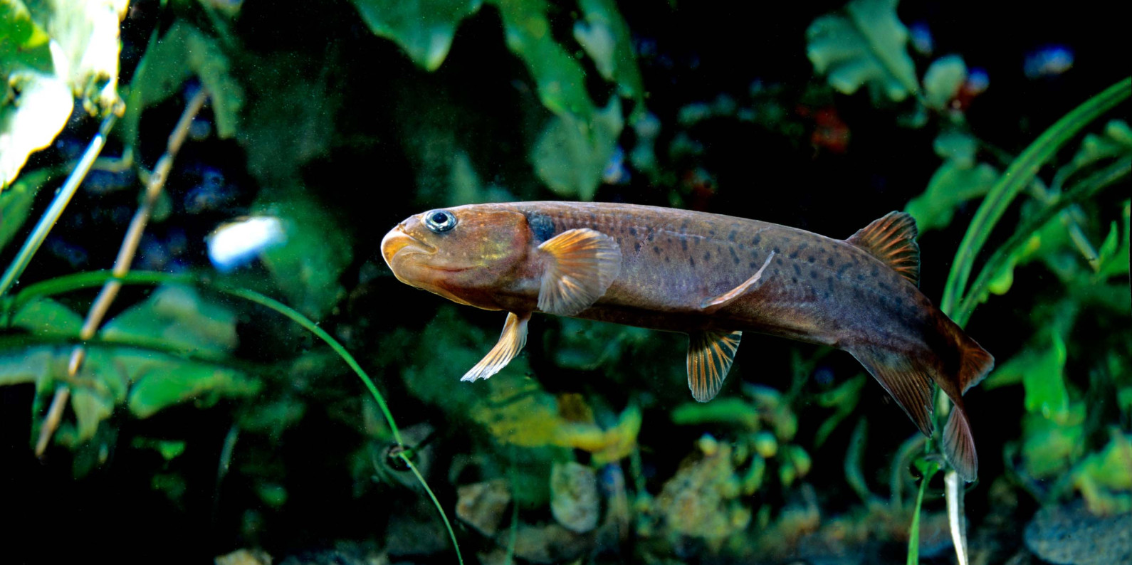 Fish passage | Ministry for the Environment